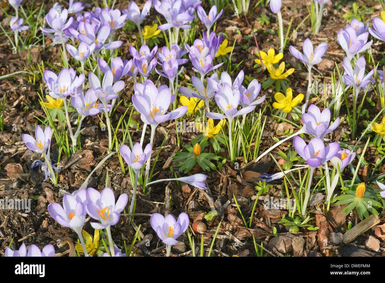 Season for spring flowers hi-res stock photography and images - Alamy