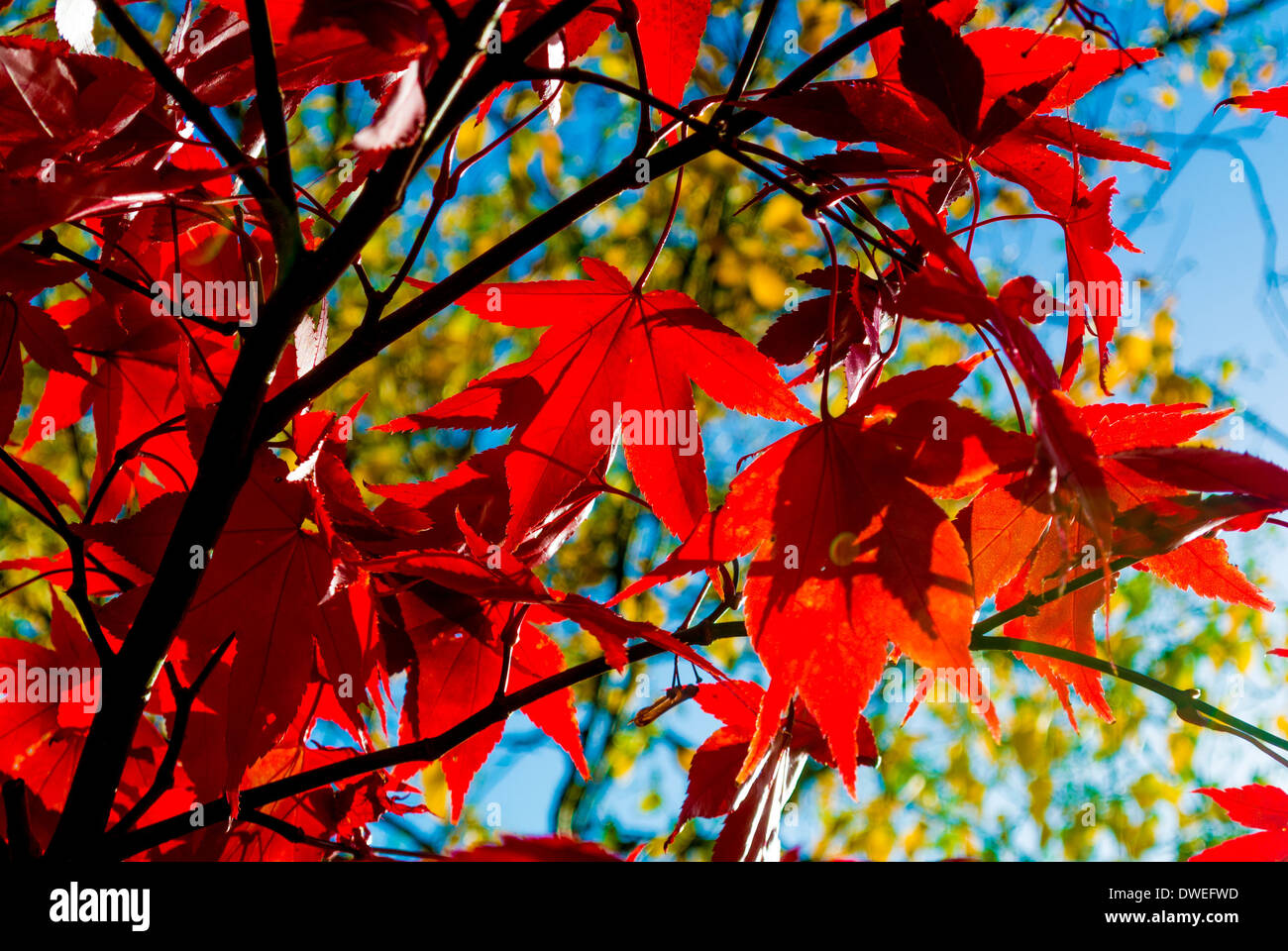 Acer Palmatum leaves Stock Photo - Alamy