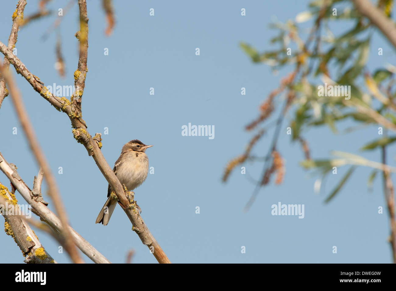 Common reed bunting in a tree in Charente-Maritime department, western ...
