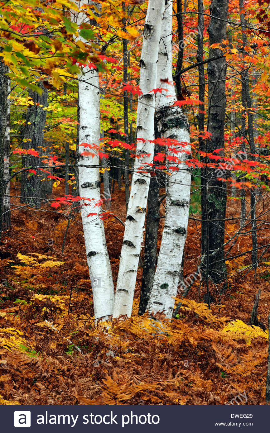 White Birch Tree In Autumn Stock Photos & White Birch Tree In Autumn ...