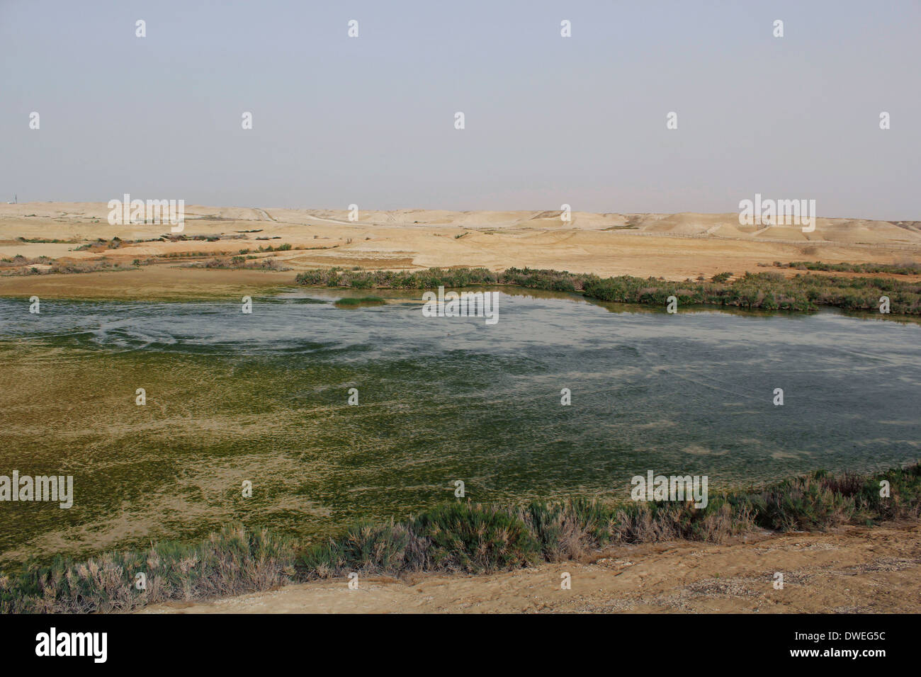 Scenic view of the swamps in Wadi Malaha or Al-Malha nature reserve ...