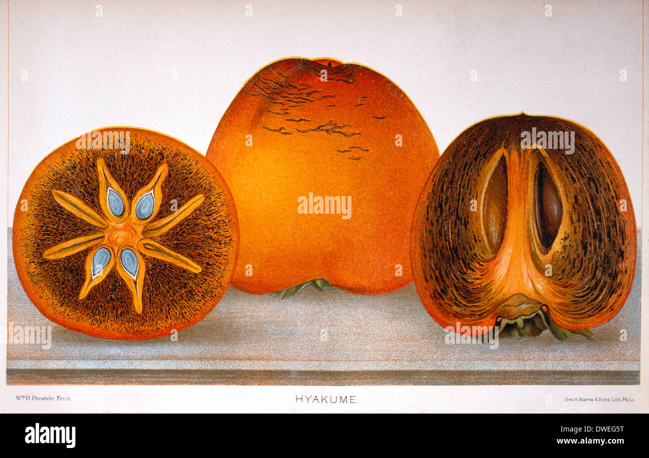 Hyakume hi-res stock photography and images - Alamy