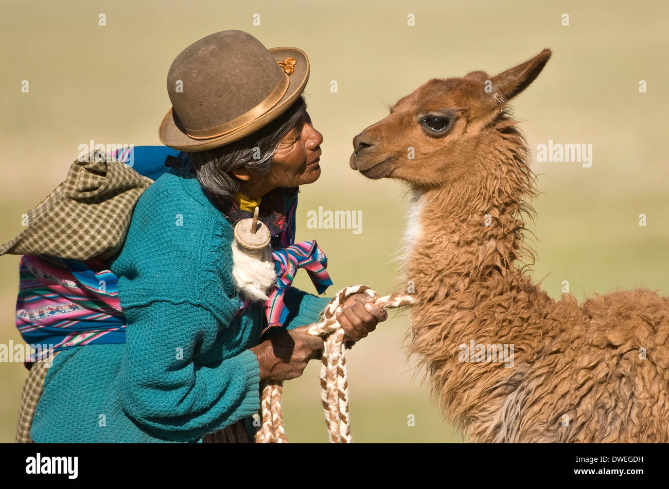 Llama and human hi-res stock photography and images - Alamy