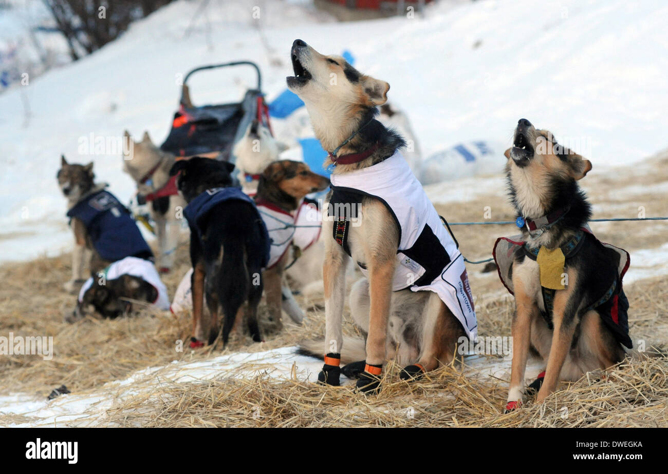Takotna, Alaska, USA. 6th Mar, 2014. The dogs of Iditarod musher Allen ...