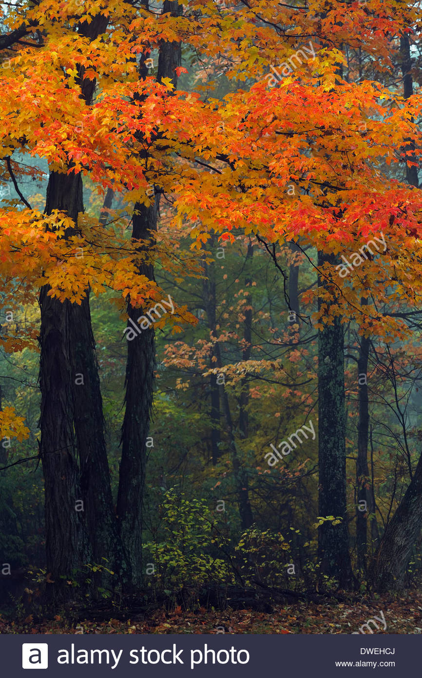 Rainey Stock Photos & Rainey Stock Images - Alamy