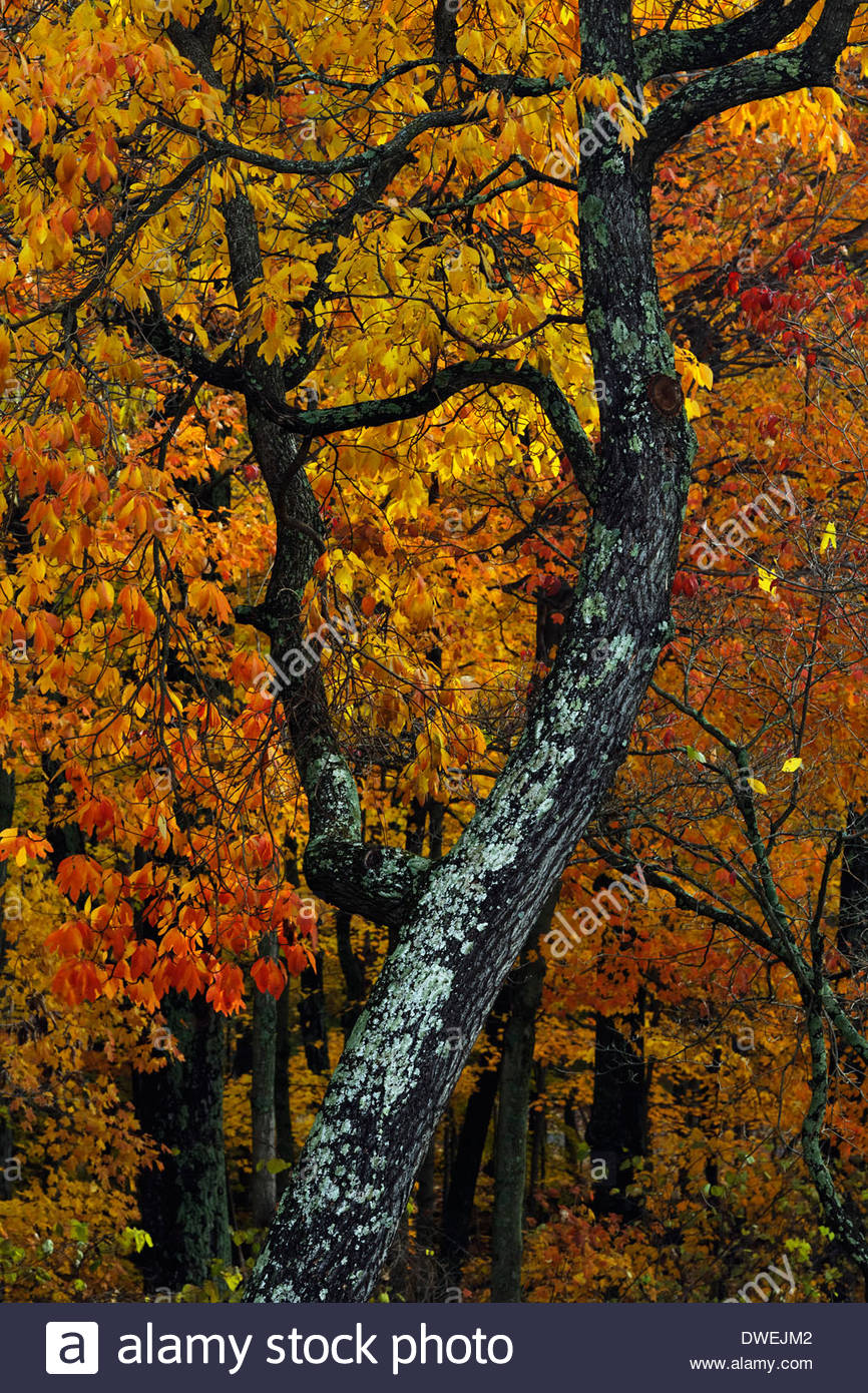 Sassafras Tree Stock Photos & Sassafras Tree Stock Images - Alamy