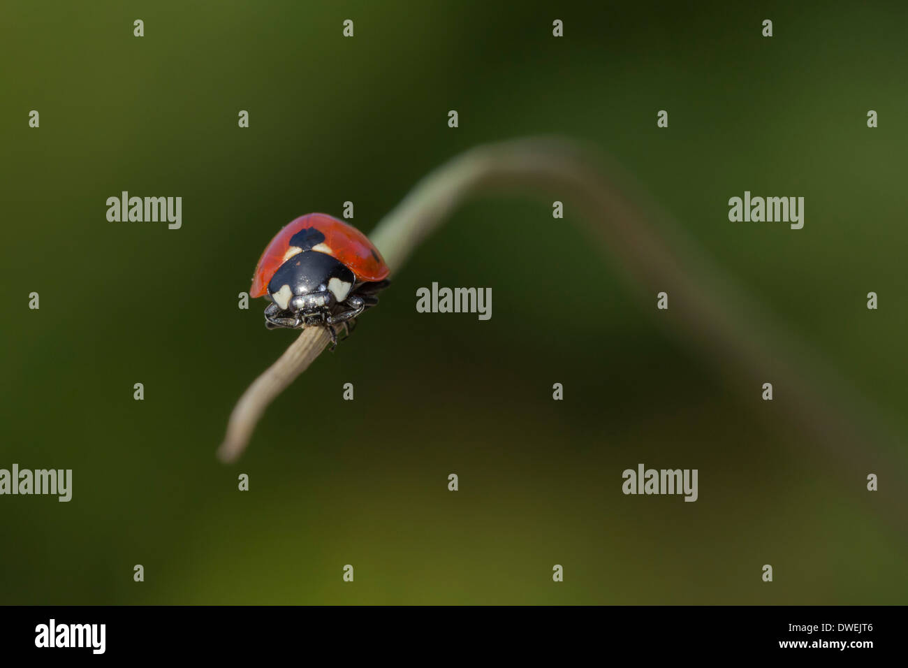 Ladybird walking and hanging Stock Photo - Alamy