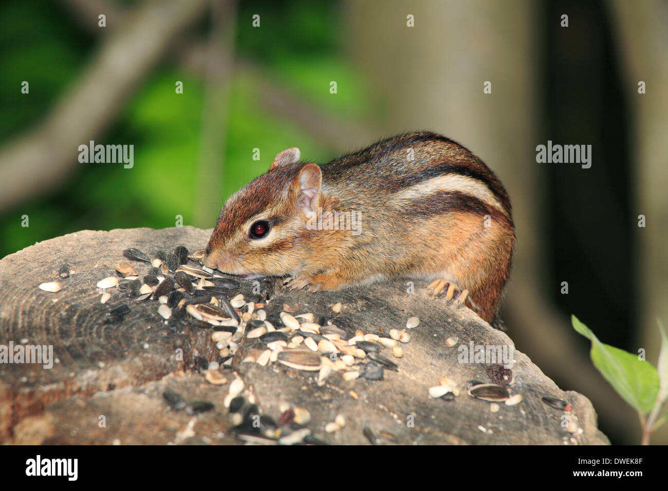 Ohio chipmunk hi-res stock photography and images - Alamy