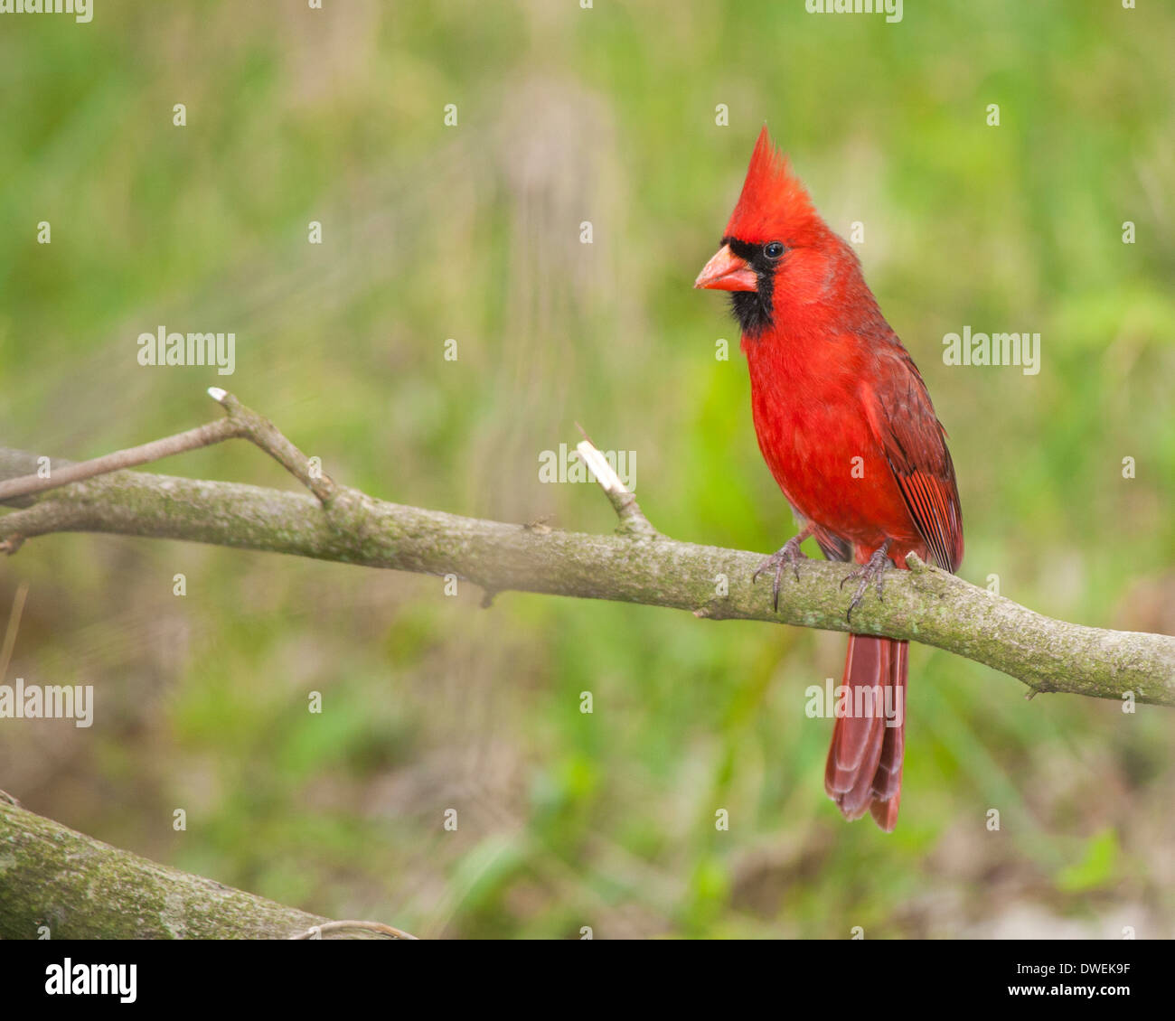 A Red Bird, The Northern Cardinal, Male, Cardinalis cardinalis Stock ...