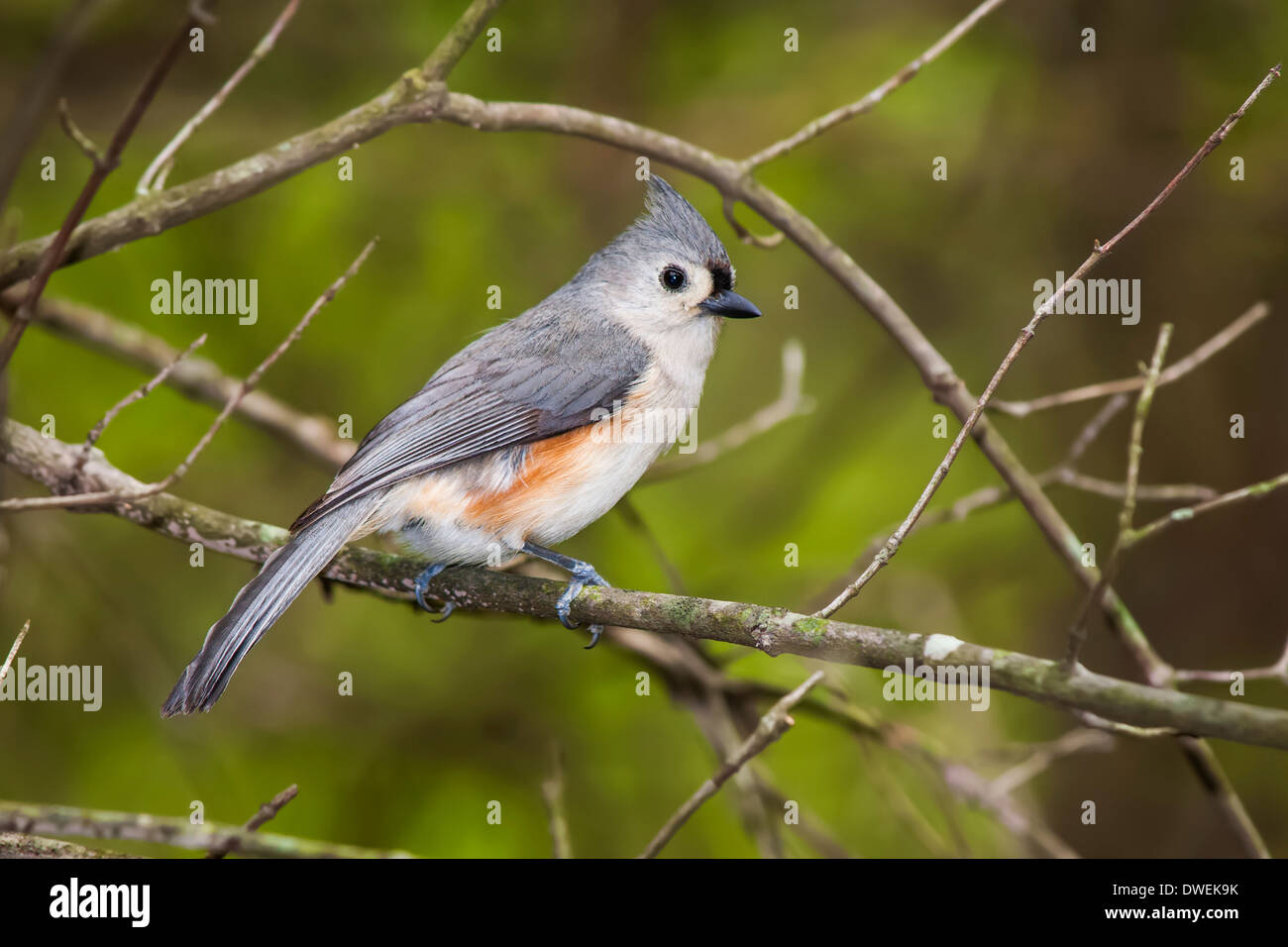 Cute tufted titmouse bird hi-res stock photography and images - Alamy
