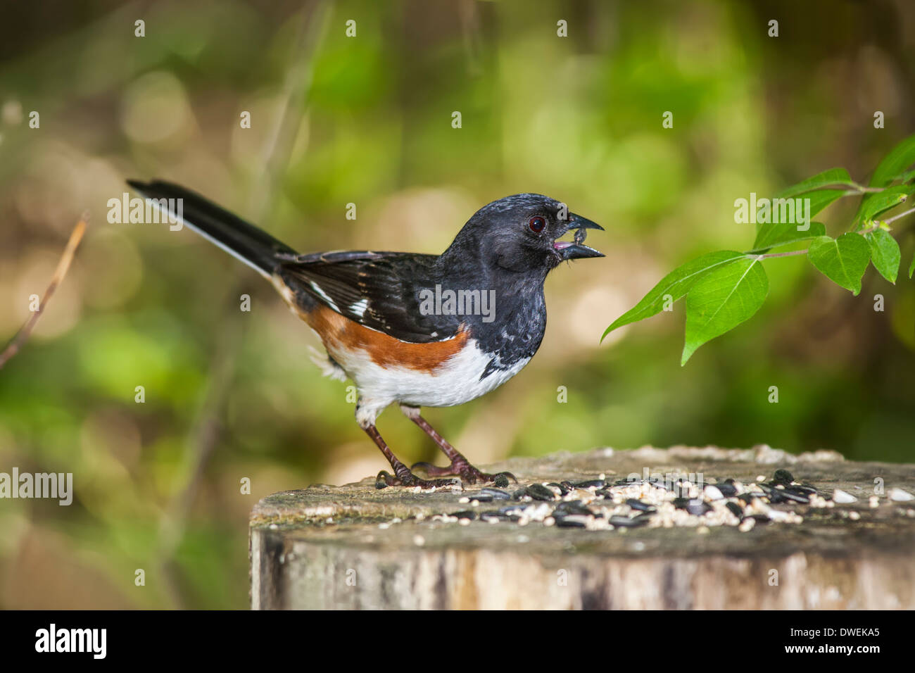 Rufous sided towhee hi-res stock photography and images - Alamy