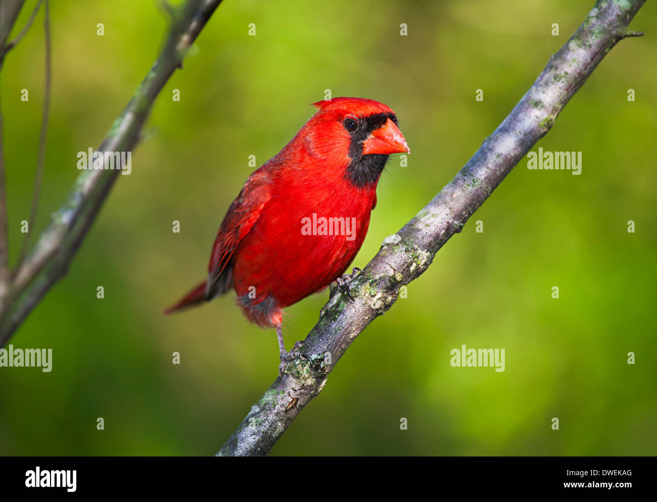 A Red Bird, The Northern Cardinal, Male, Cardinalis cardinalis Stock ...