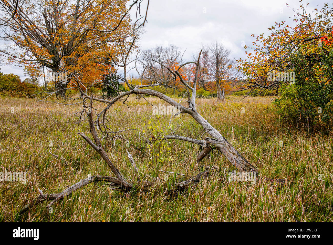 Dead tree limbs hi-res stock photography and images - Alamy