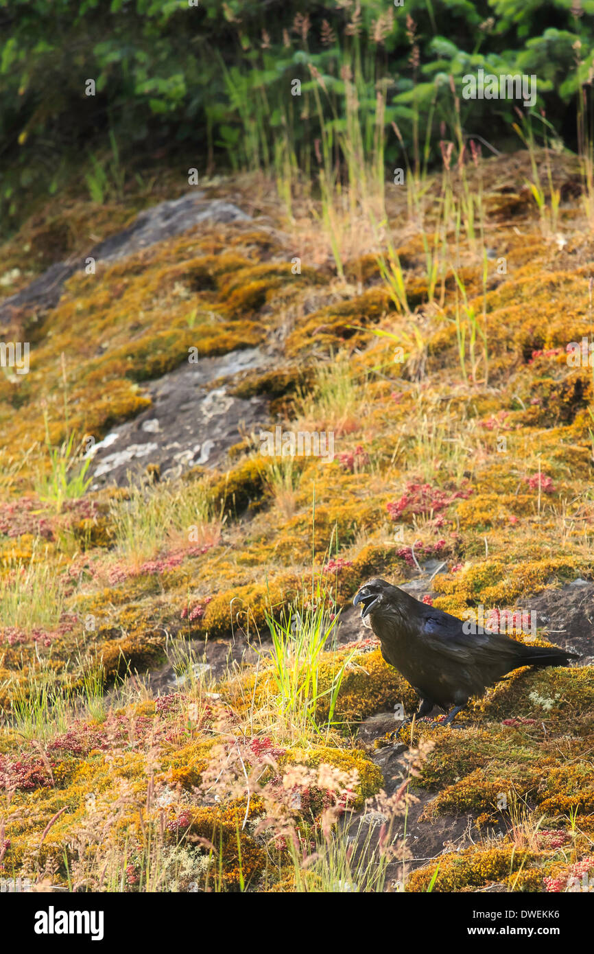 Common raven moss hi-res stock photography and images - Alamy