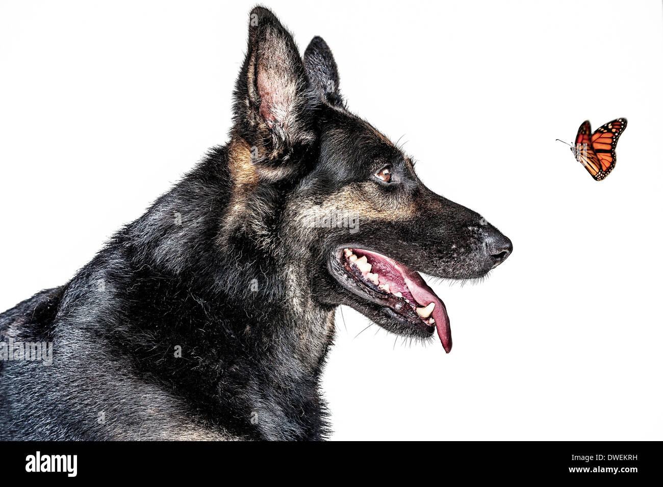 Dog with butterfly on nose hi-res stock photography and images - Alamy
