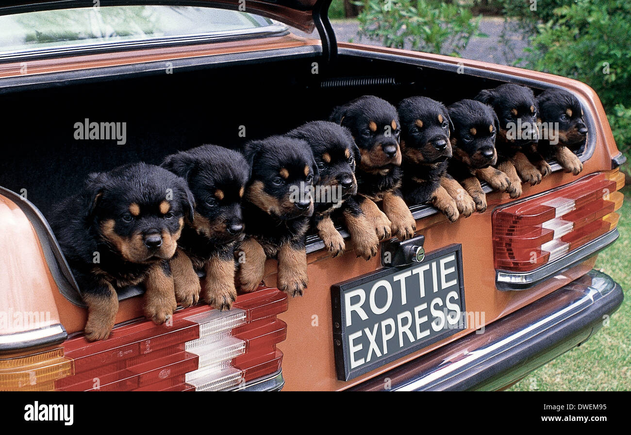 Nine Rottweiler pups in the back of a Mercedes Benz car Stock Photo - Alamy