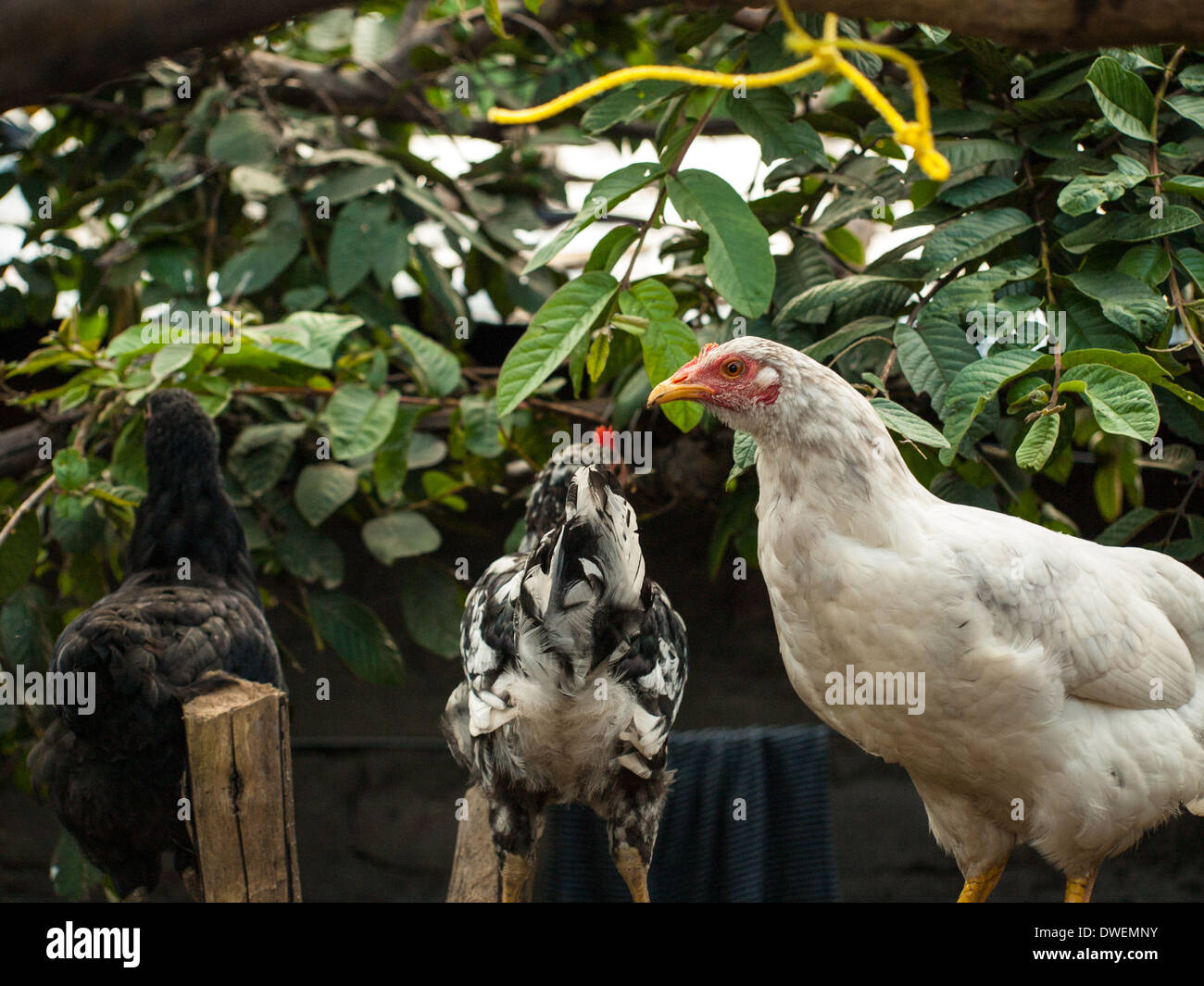 White chicken crown hi-res stock photography and images - Alamy