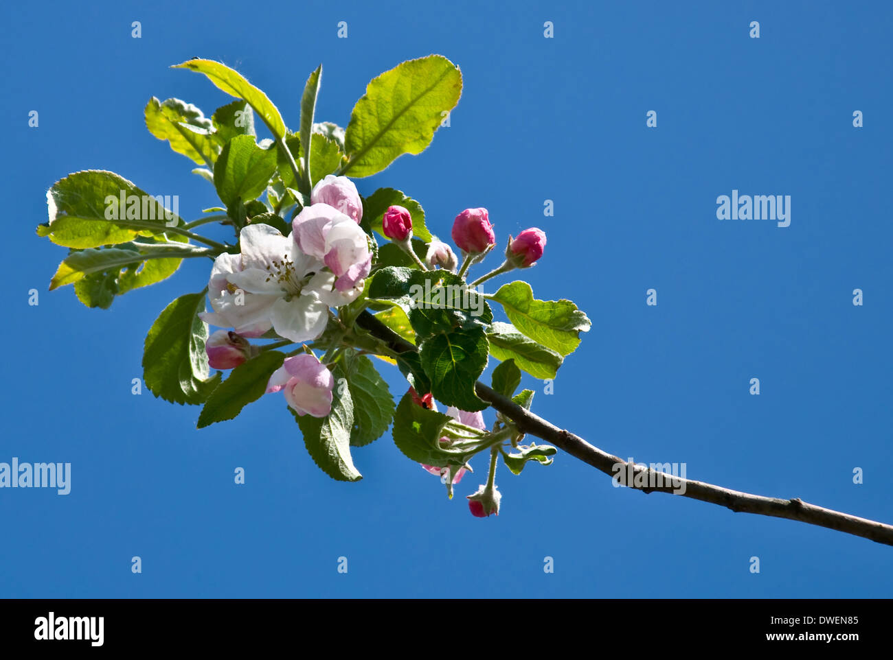 Flowering of apple tree Stock Photo - Alamy