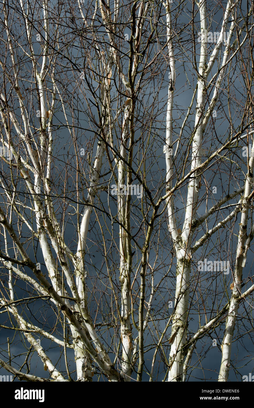 Himalayan birch tree hi-res stock photography and images - Alamy