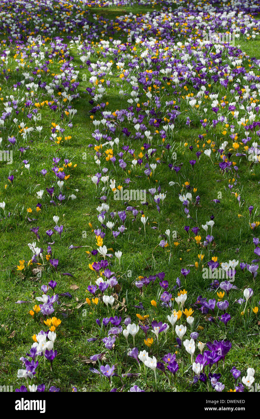Crocus flowers in lawn hi-res stock photography and images - Alamy