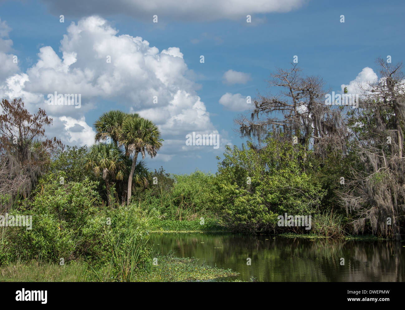 Tropical Swamp in Florida, USA Stock Photo - Alamy