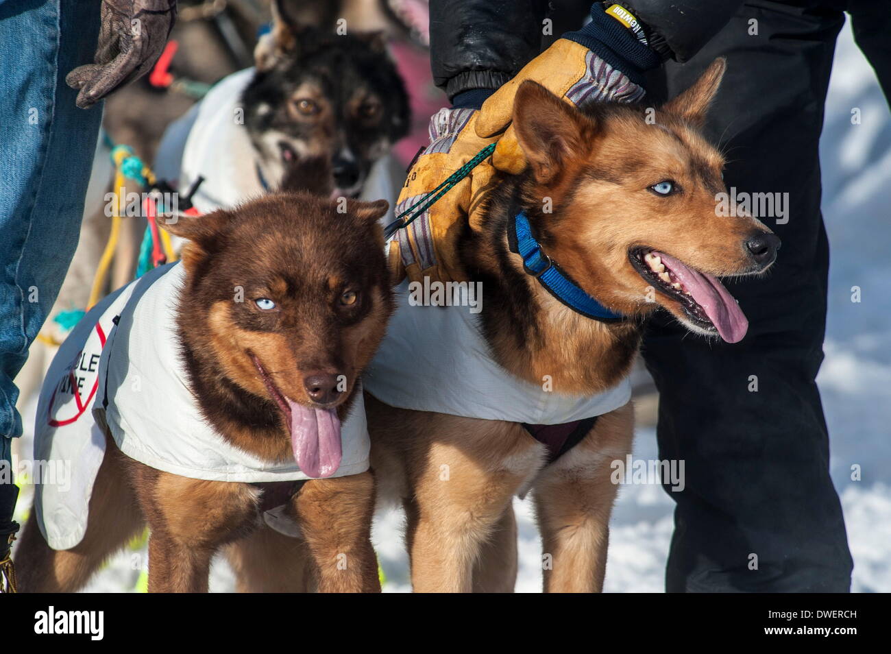 Anchorage, Alaska, USA. 1st Mar, 2014. Iditarod sled dog ready to run ...