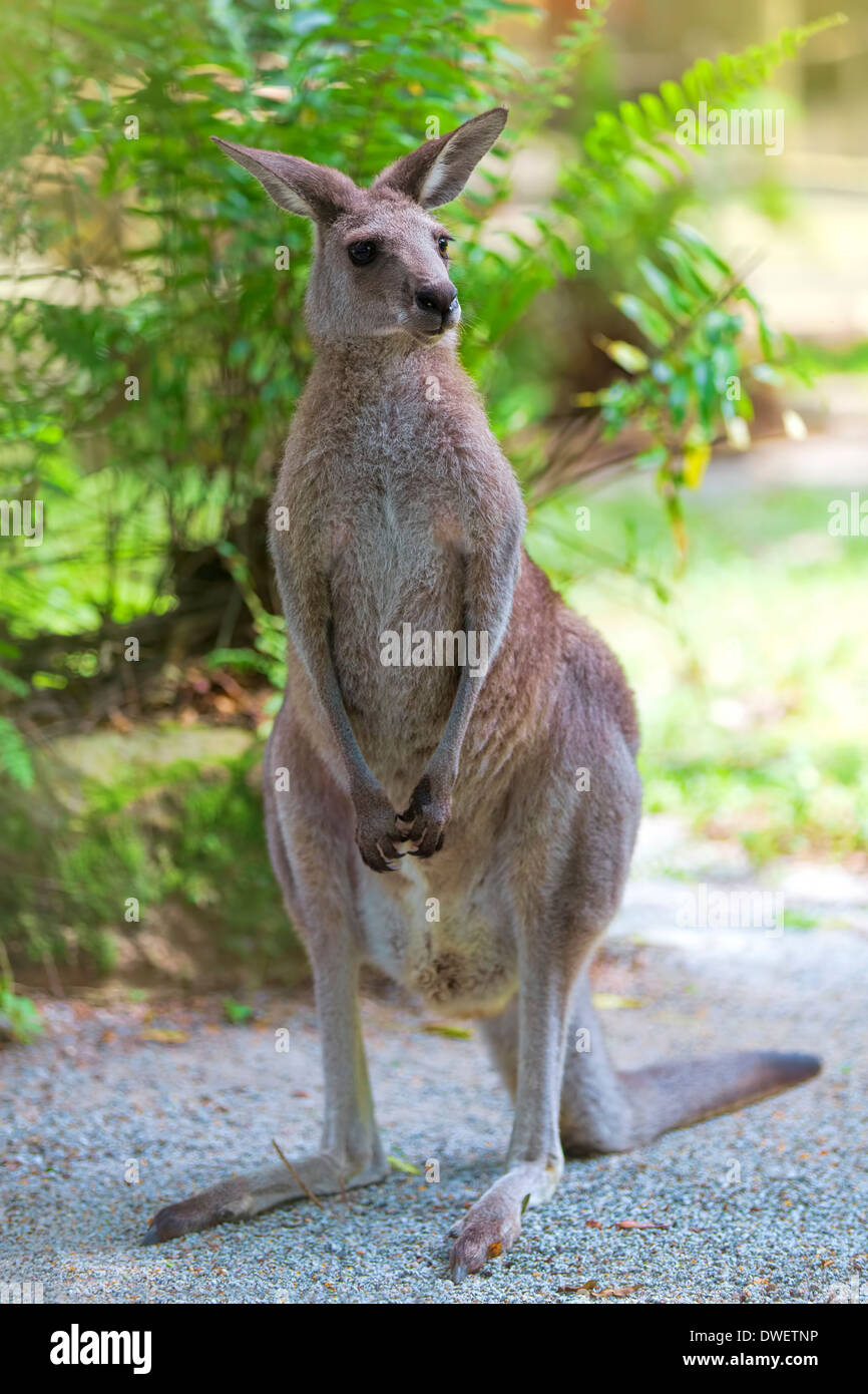 Eastern Grey Kangaroo Stock Photo - Alamy
