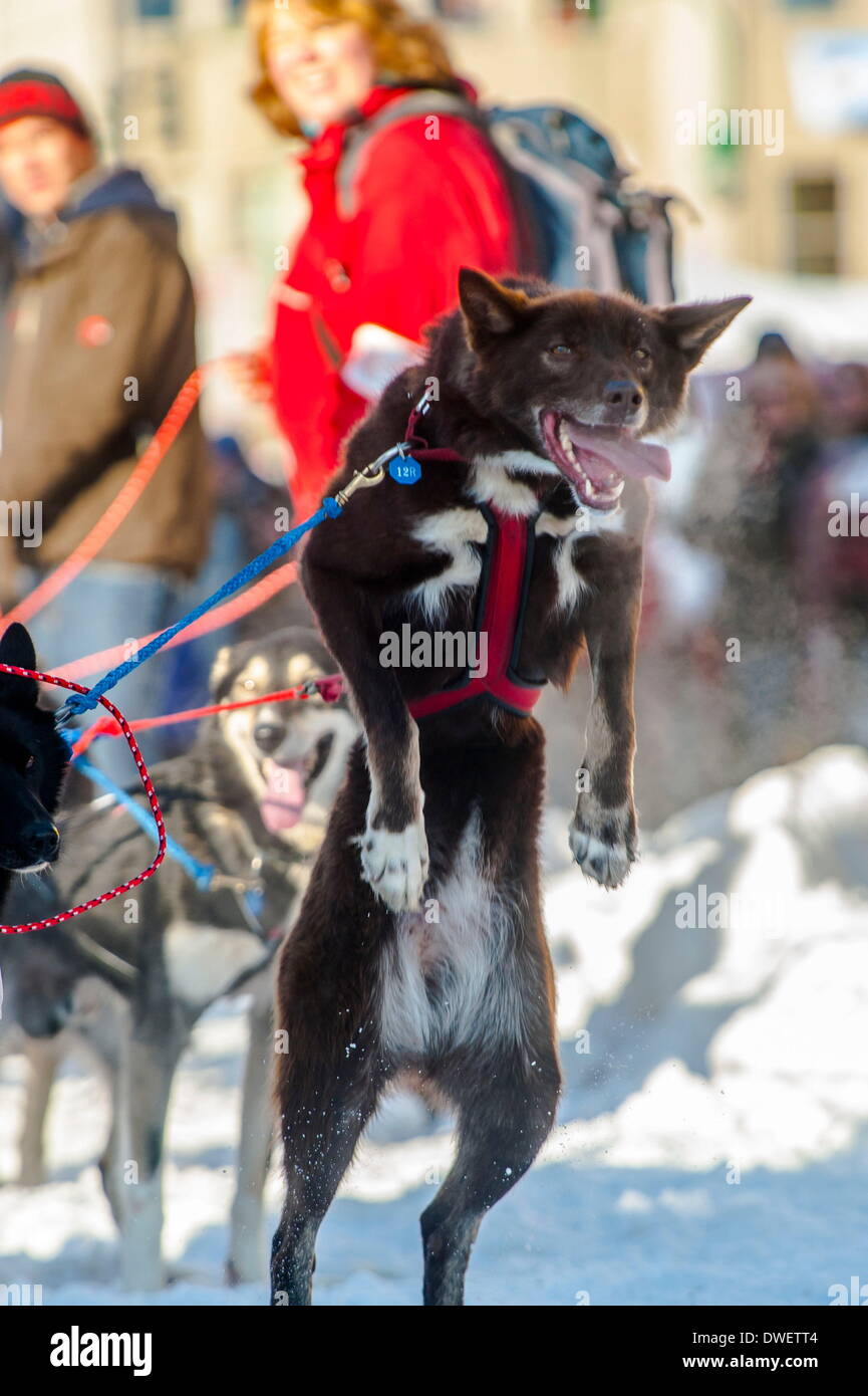 Anchorage, Alaska, USA. 1st Mar, 2014. Iditarod lead sled dog jumping ...