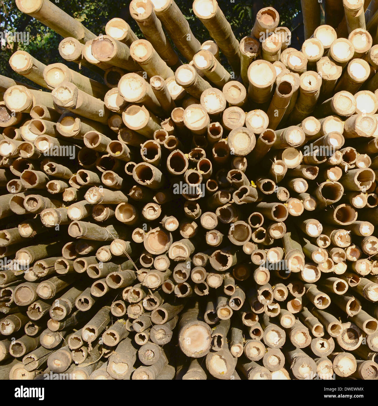Bamboo cut detail hi-res stock photography and images - Alamy