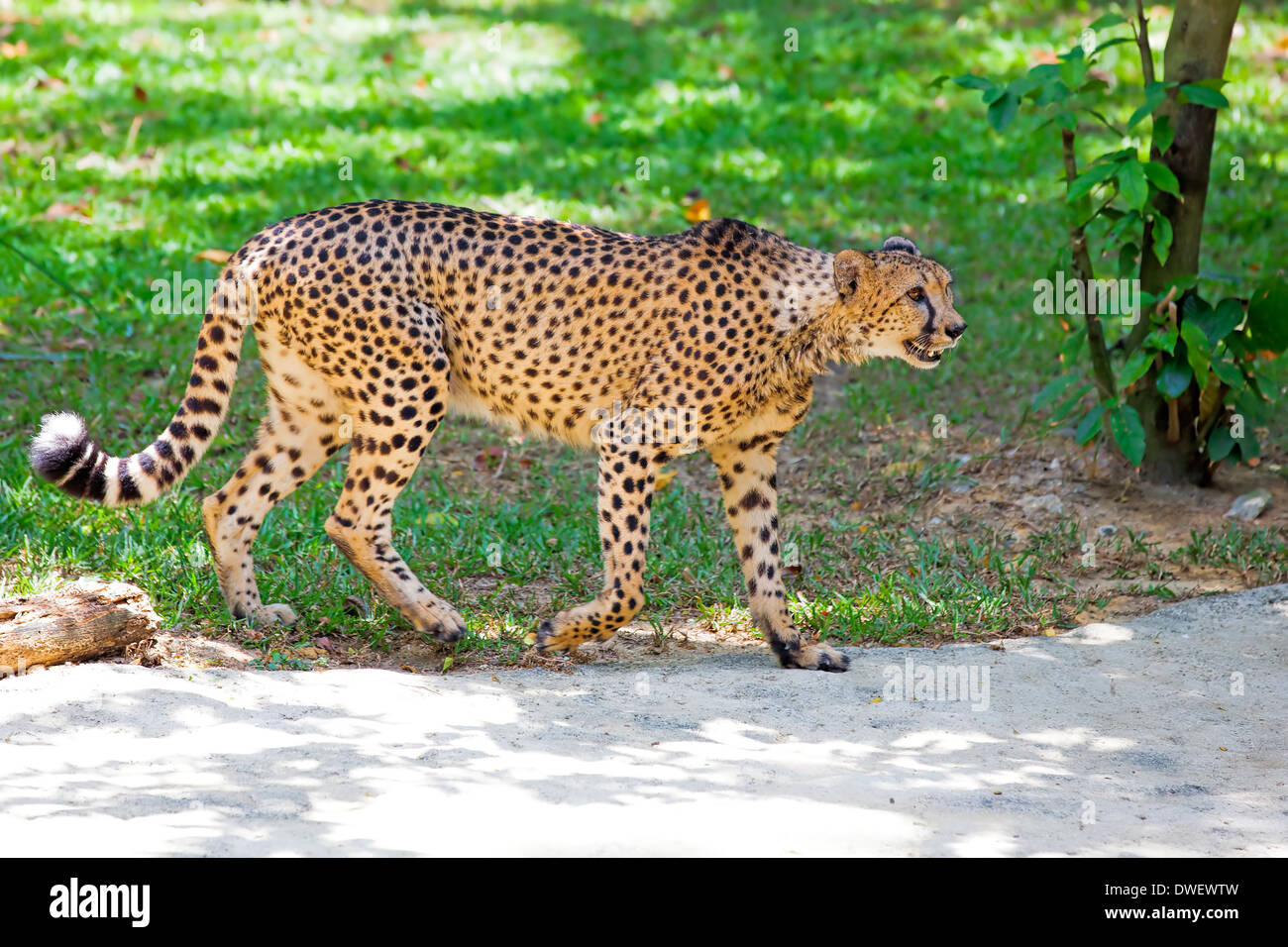 Cheetah at night hi-res stock photography and images - Alamy