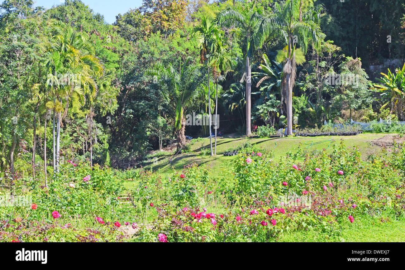 Jungle park hi-res stock photography and images - Alamy