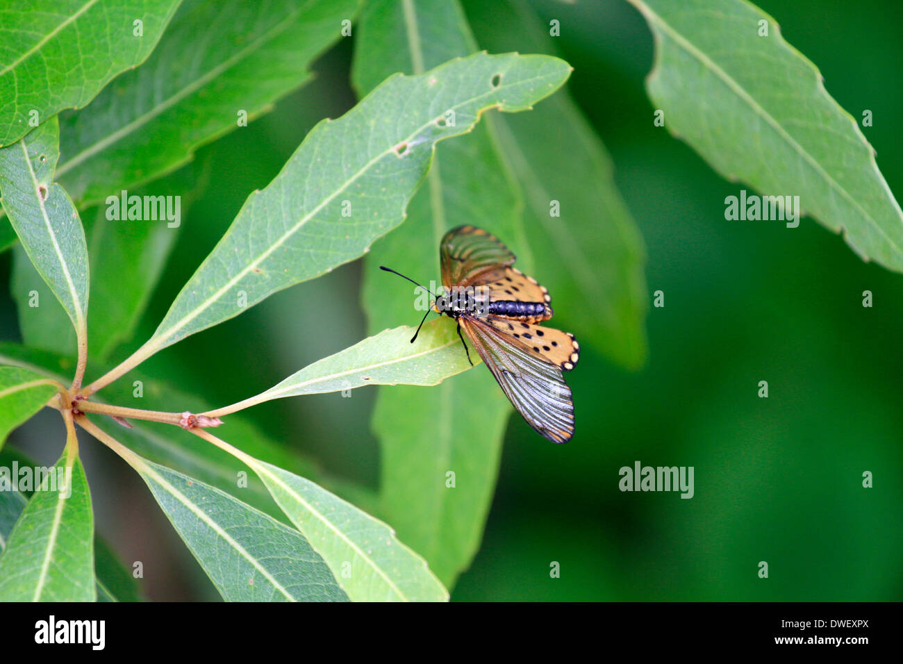 Acraea horta hi-res stock photography and images - Alamy
