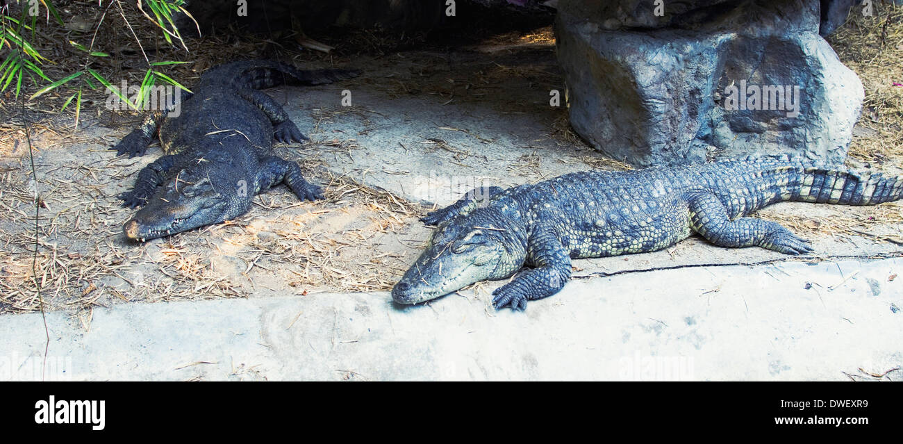 relaxing crocodiles in the zoo Stock Photo - Alamy