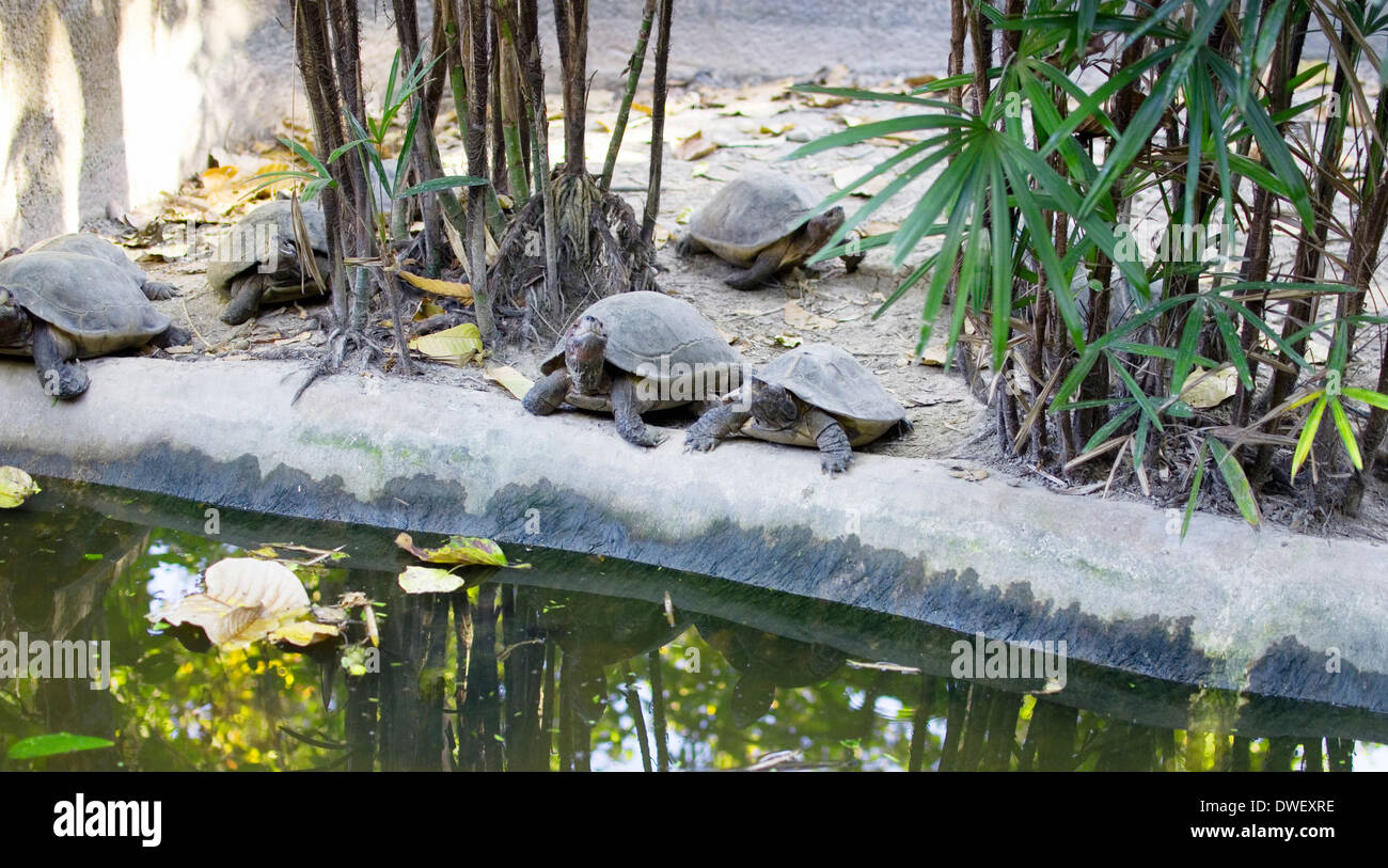 tortoises in the zoo Stock Photo - Alamy