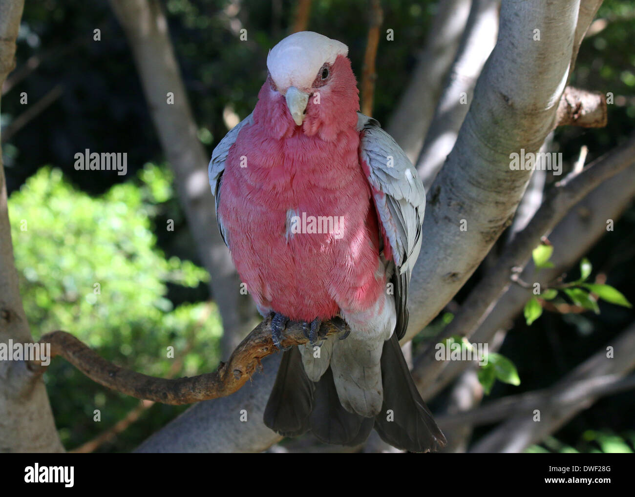 Rose-breasted Cockatoo or Galah Cockatoo (Eolophus roseicapilla ...
