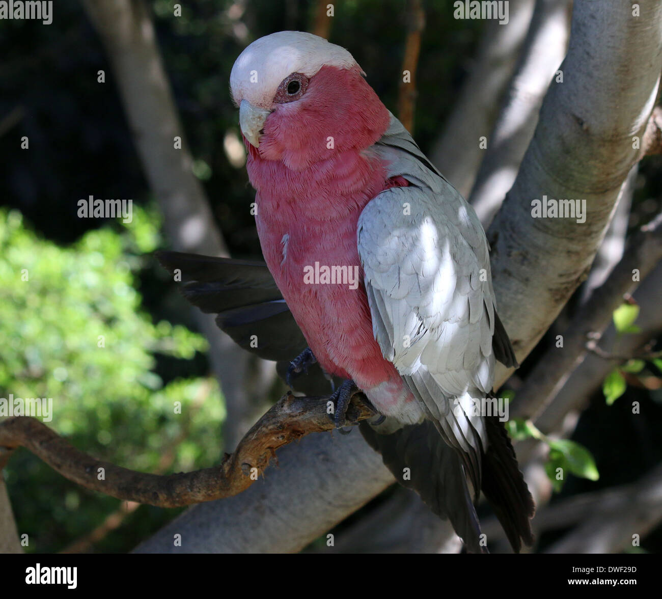 Rose-breasted Cockatoo or Galah Cockatoo (Eolophus roseicapilla ...