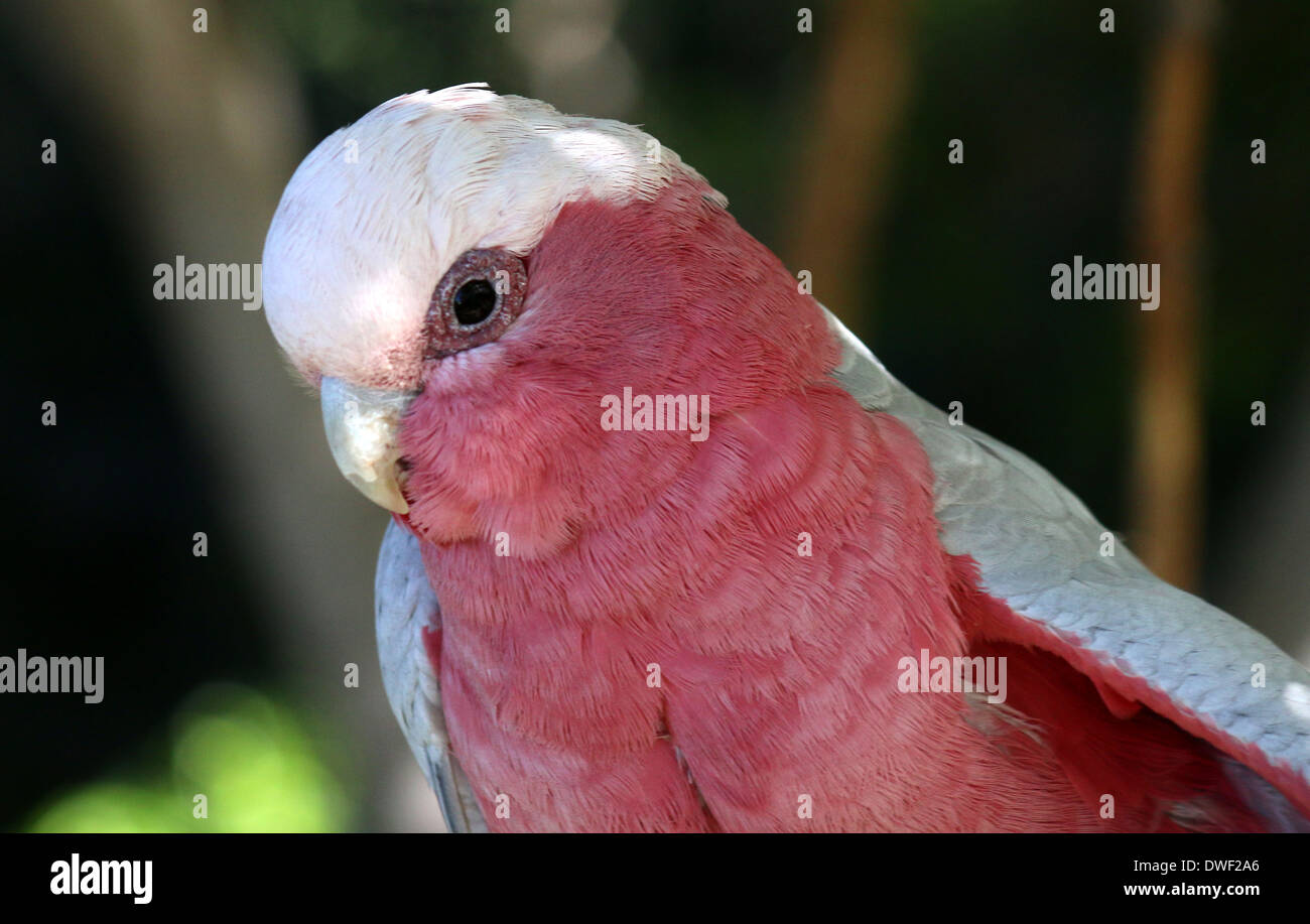 Rose-breasted Cockatoo or Galah Cockatoo (Eolophus roseicapilla ...