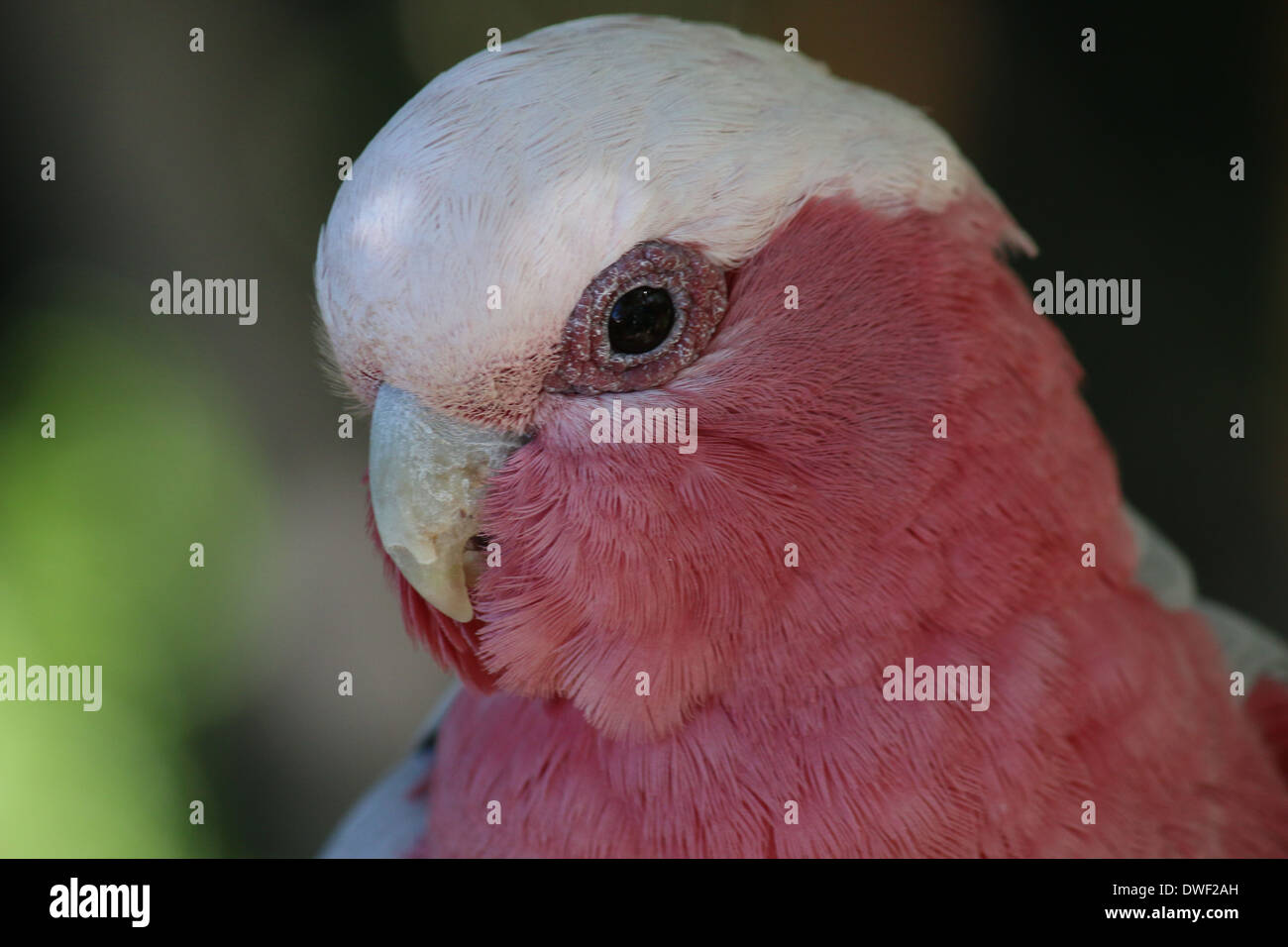 Rose-breasted Cockatoo or Galah Cockatoo (Eolophus roseicapilla ...
