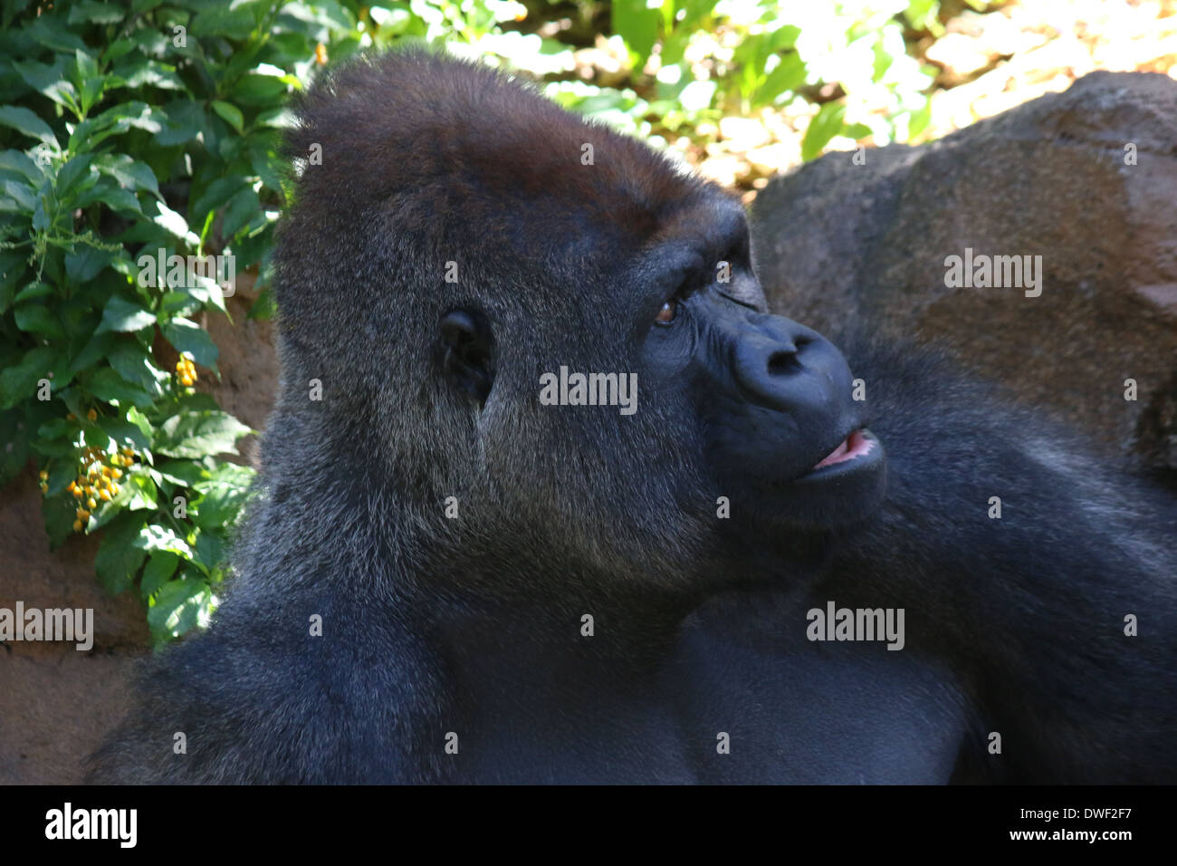 Gorillas Eyes Up Close High Resolution Stock Photography and Images - Alamy