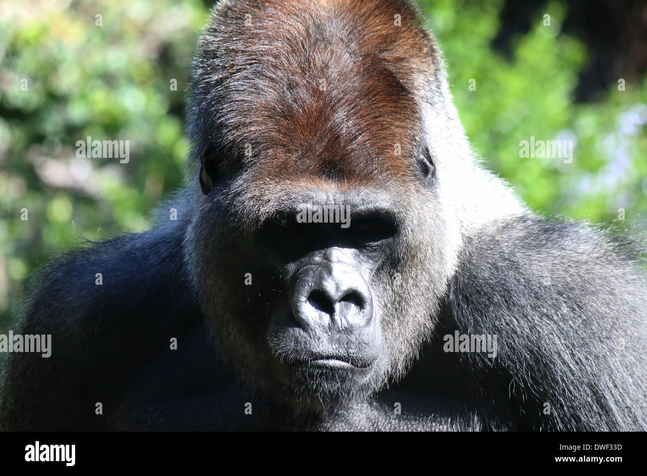 Loro parque tenerife gorillas hi-res stock photography and images - Alamy