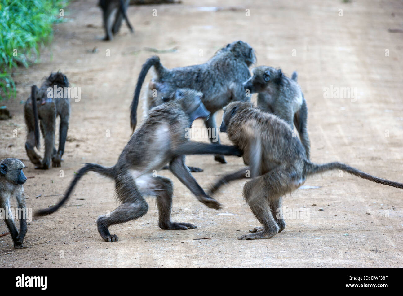 Baboon Fighting Watched By Others In Group Stock Photo - Alamy