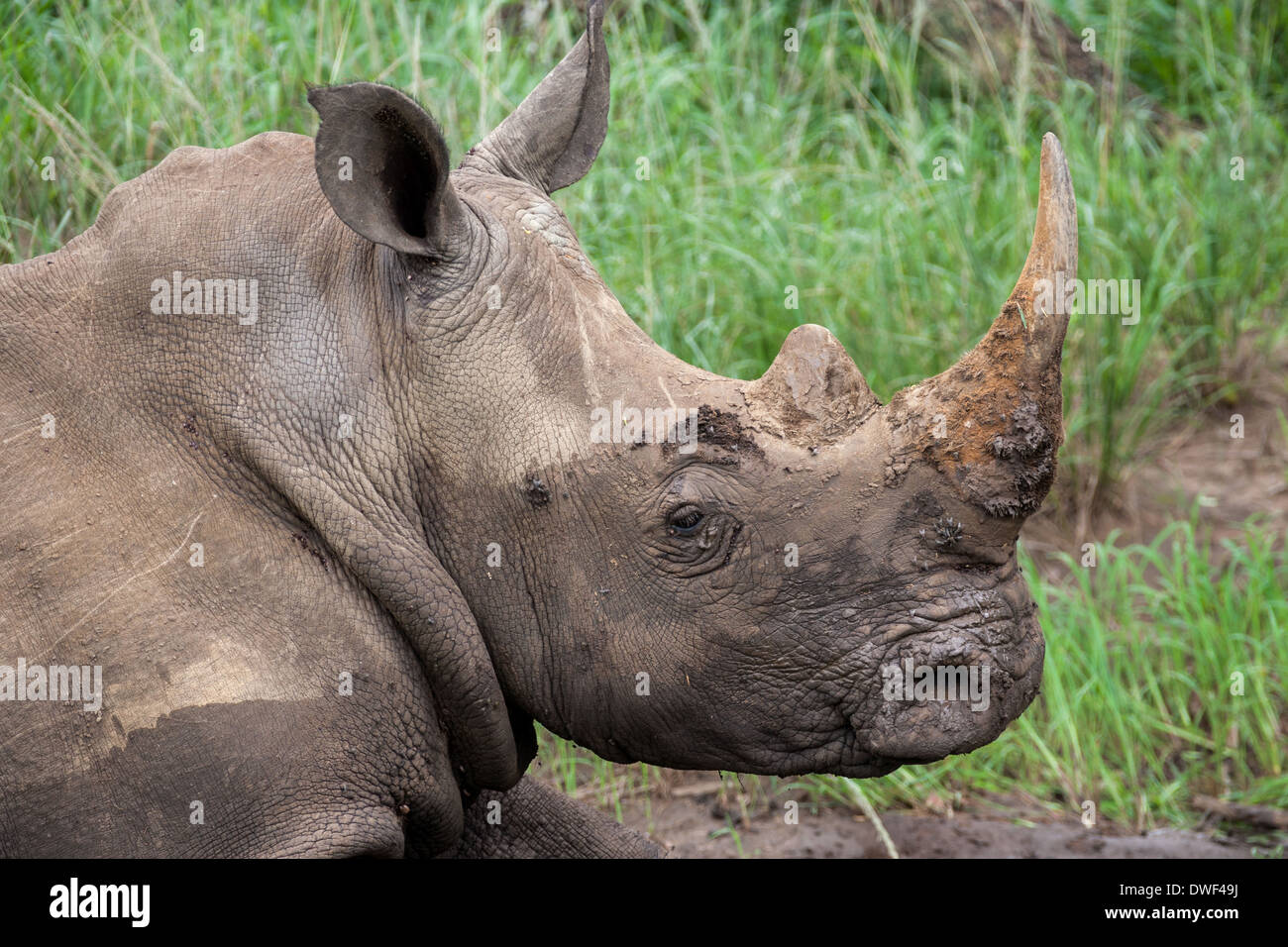 White Rhino Profile Stock Photo - Alamy