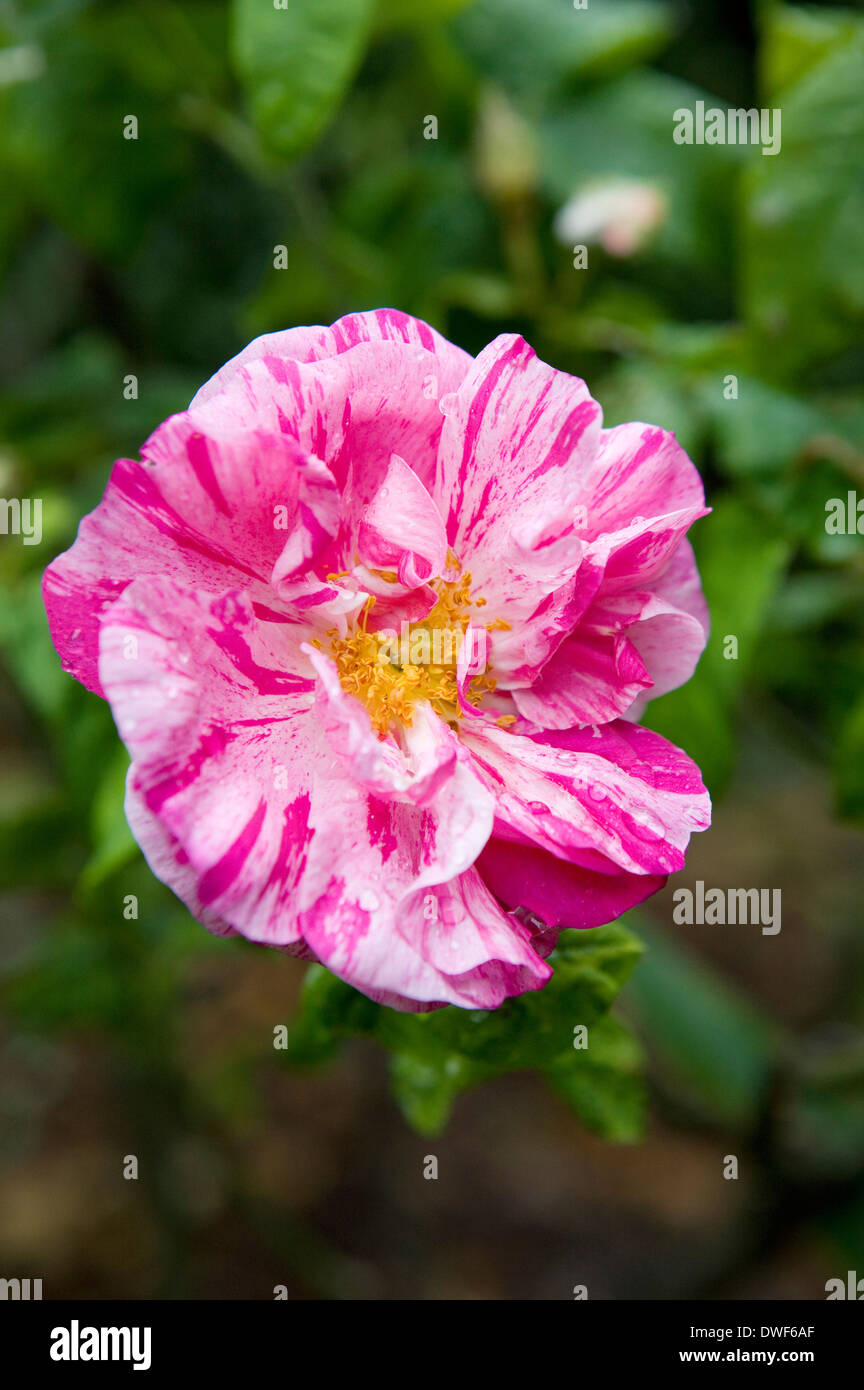 Variegated rose hi-res stock photography and images - Alamy
