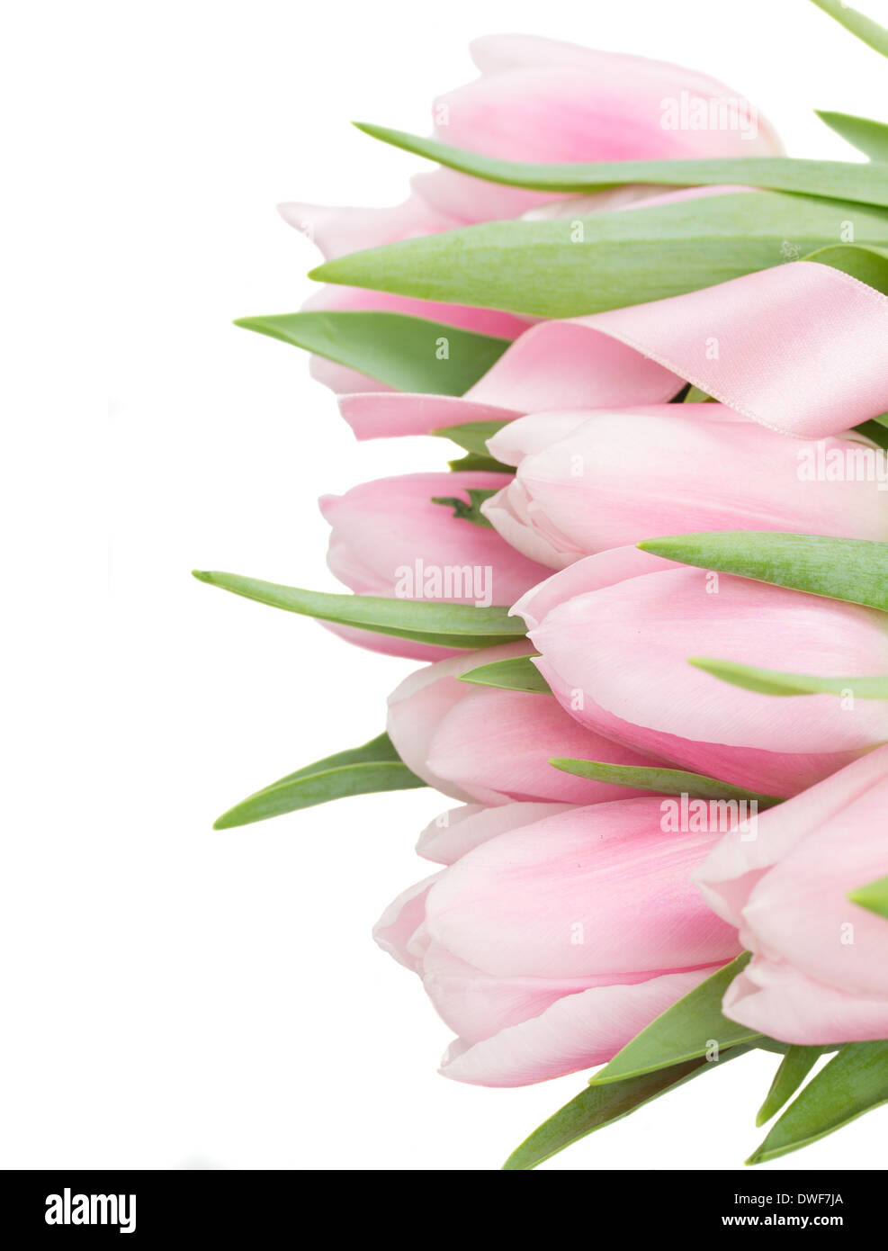 pink tulips border Stock Photo - Alamy