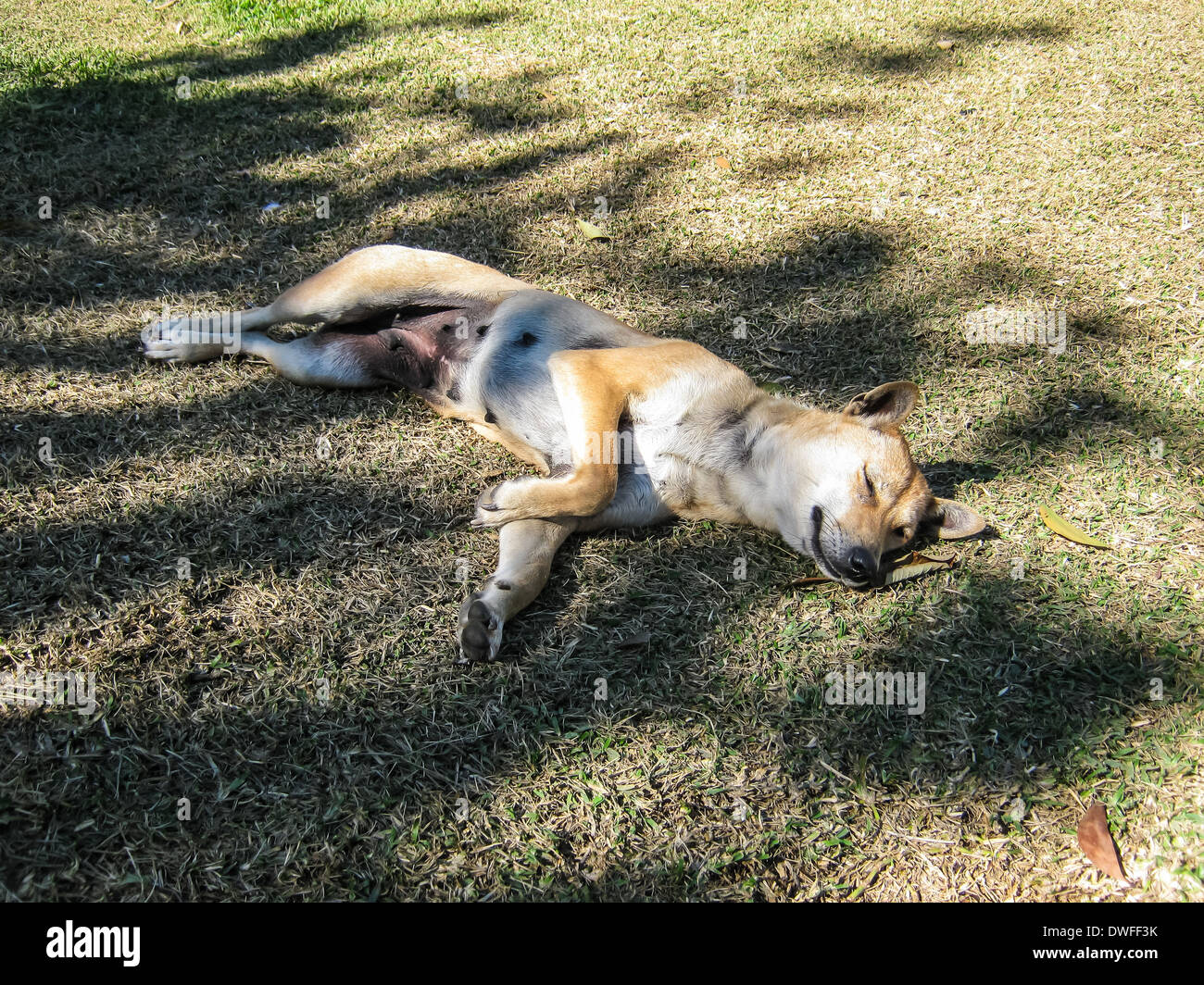 Sward hi-res stock photography and images - Alamy