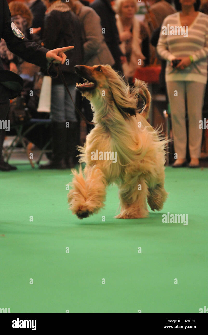 Afghan hounds hi-res stock photography and images - Alamy