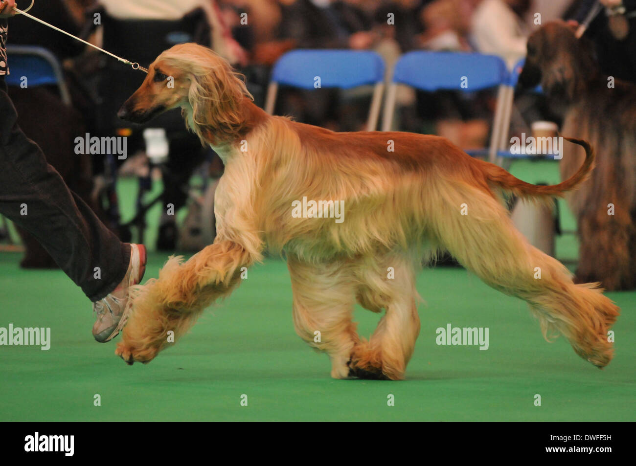 Afghan hound and long haired hi-res stock photography and images - Alamy