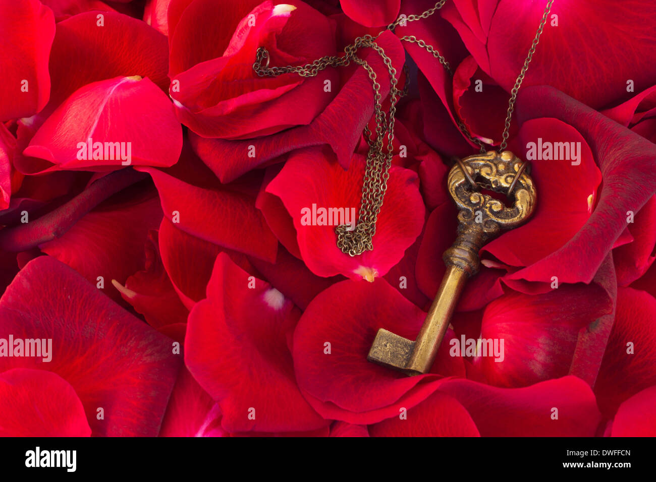 Key with crimson rose petals Stock Photo - Alamy