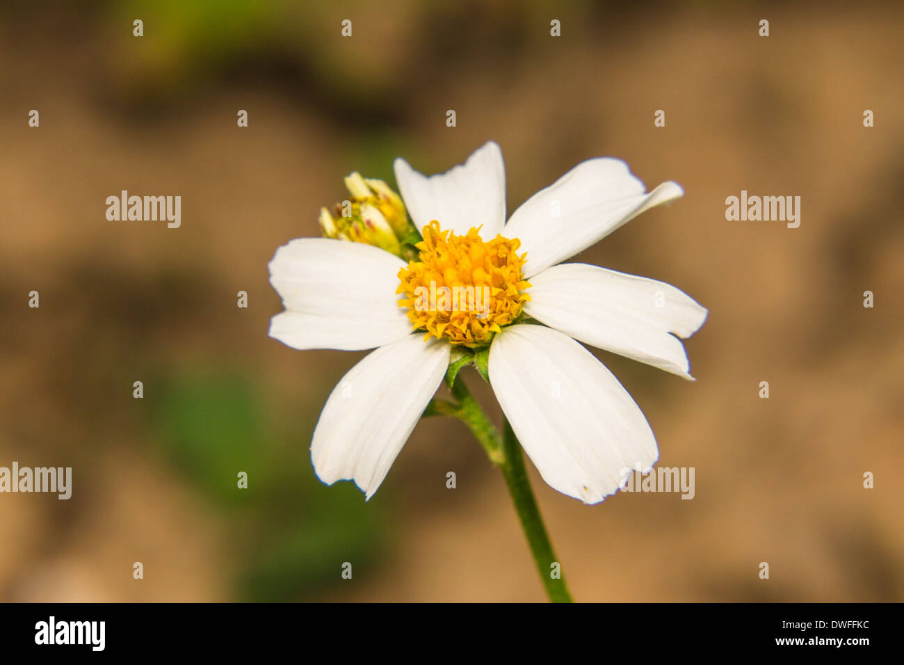 Large white daisy flowers hi-res stock photography and images - Alamy