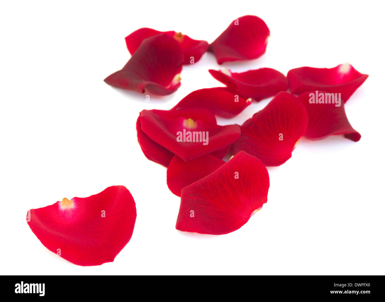 pile of scarlet red rose petals Stock Photo - Alamy